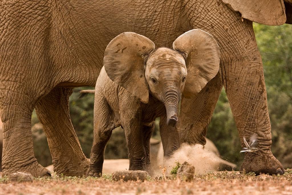 Addo Game Drives | # 1 Addo Elephant Park Safari
